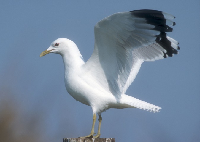 カモメ | 鳥の図鑑
